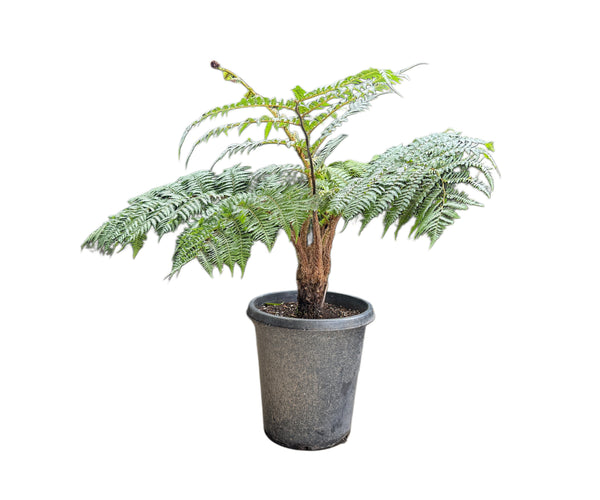 Australian Tree Ferns – CALWEST